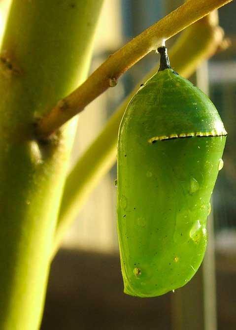 Carnet d'Andrée Poulin: C’est qu’ils connaissent leurs chrysalides!