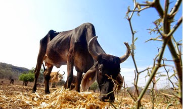"El libro para siempre...": Moraleja de la Vaca Flaca