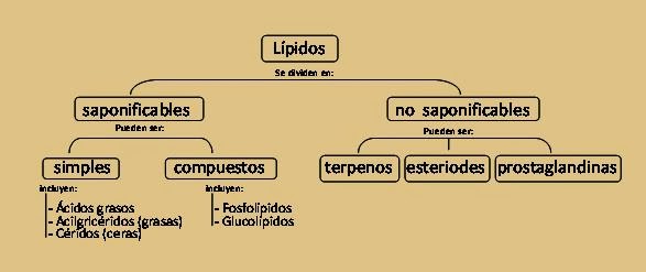 Biología 2º Bach.: Lípidos