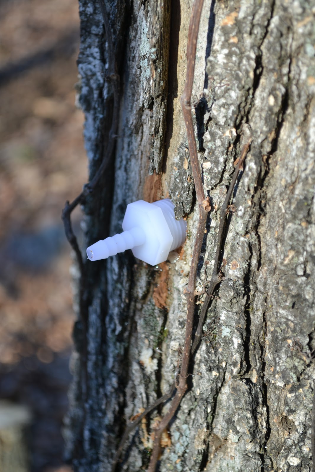 Our Neck of the Woods: Making Your Own Maple Syrup: Part 1 - Collecting ...