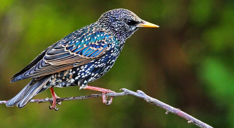 STARLING BIRD photos - wallpapers | the fun bank