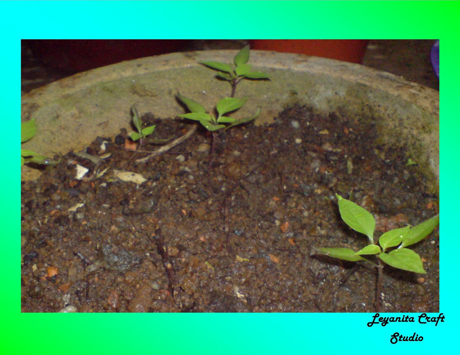 Hijau Setaman, Menghadiahkan Senyuman | Leyanita Craft Studio