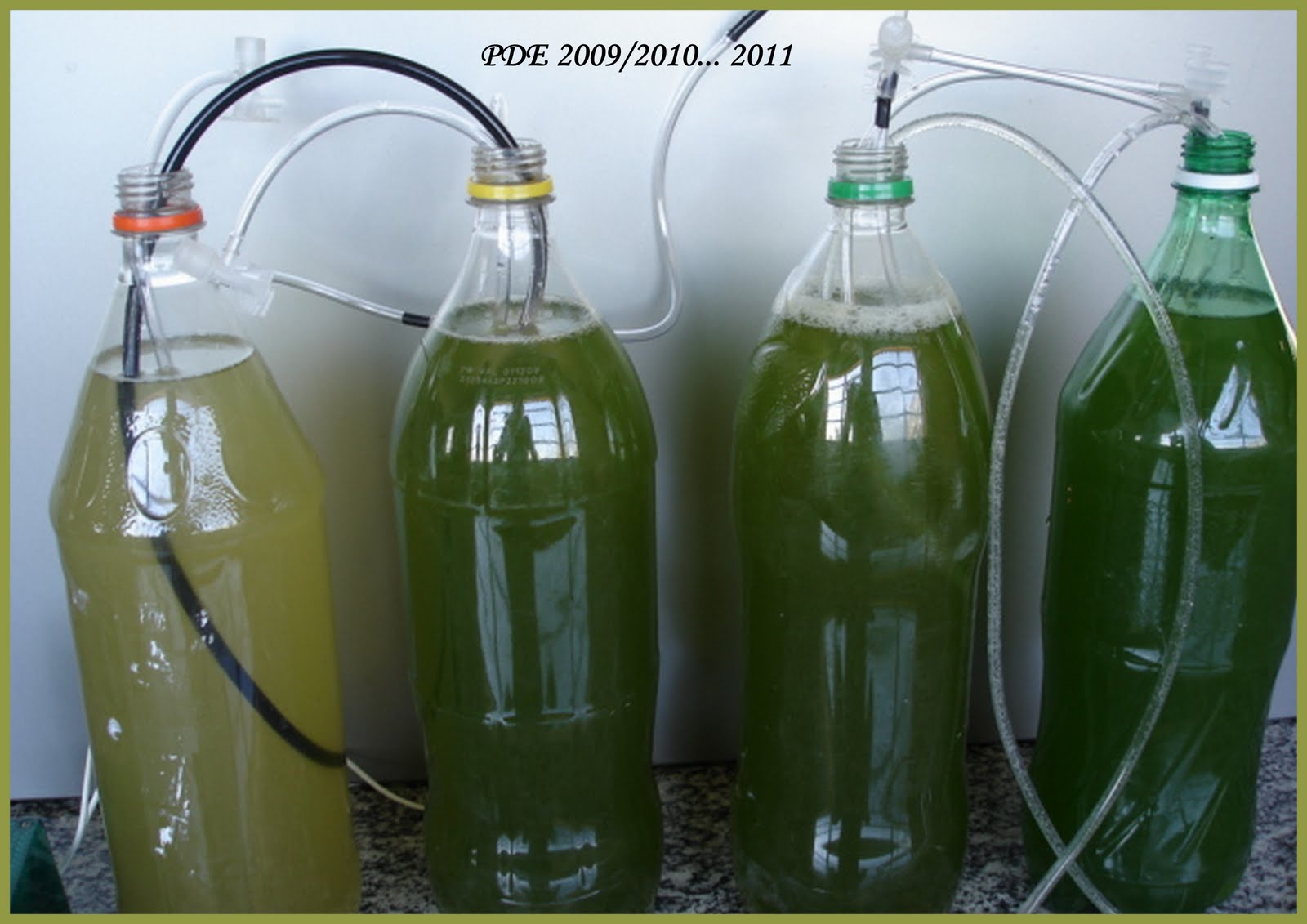 Cultivo de Microalgas em Fotobiorreatores: Cultivos de nossas microalgas...