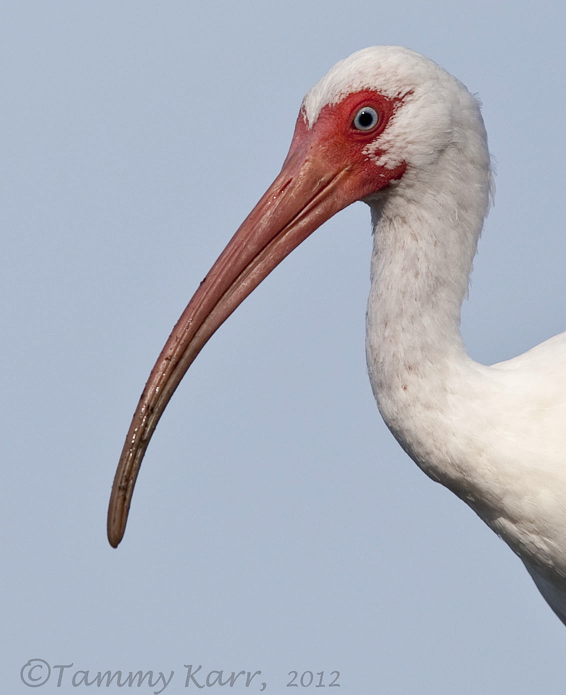 Birding Is Fun!: Behind Blue Eyes