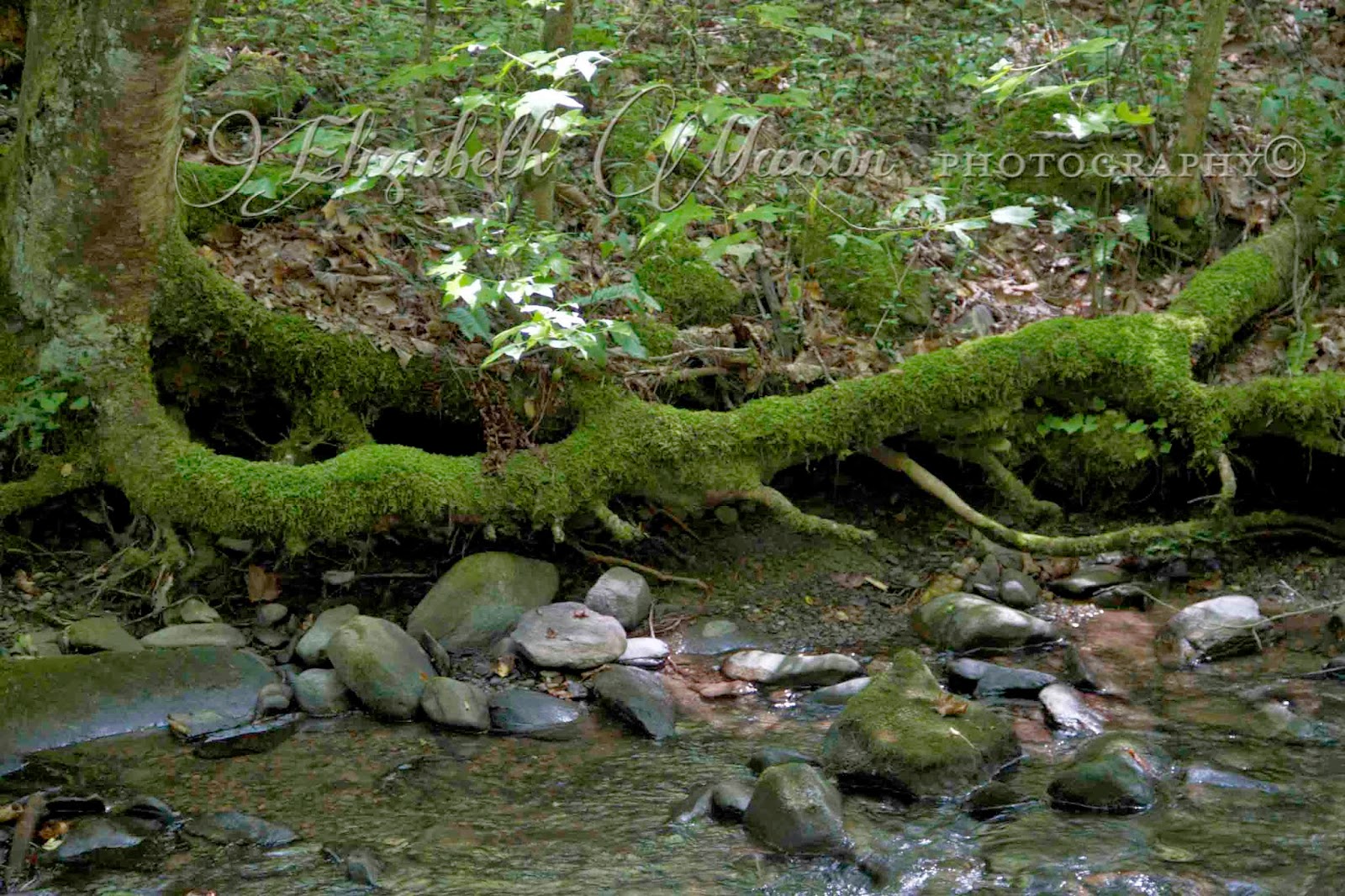 The Adventures of Elizabeth: Some Pathways Need Passing