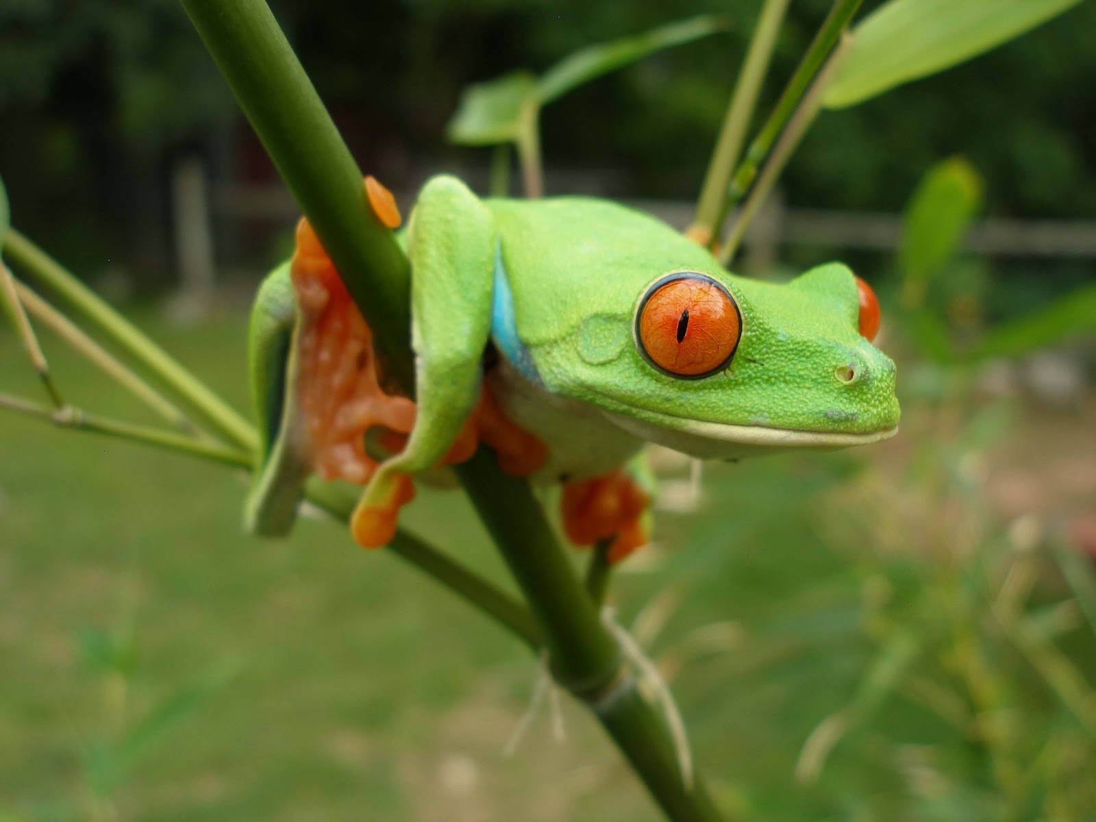 Funny Frogs HD Wallpapers | Wallpapers, pictures, images...