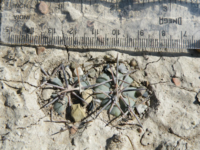 The cactus and Succulent Society of Malta: Echinocactus horizonthalonius