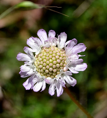Flora da Serra da Arrábida: Pycnocomon intermedium