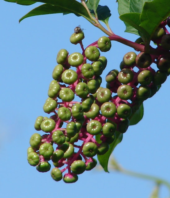 BREATHTAKING: Pokeberry and Echium Blooms