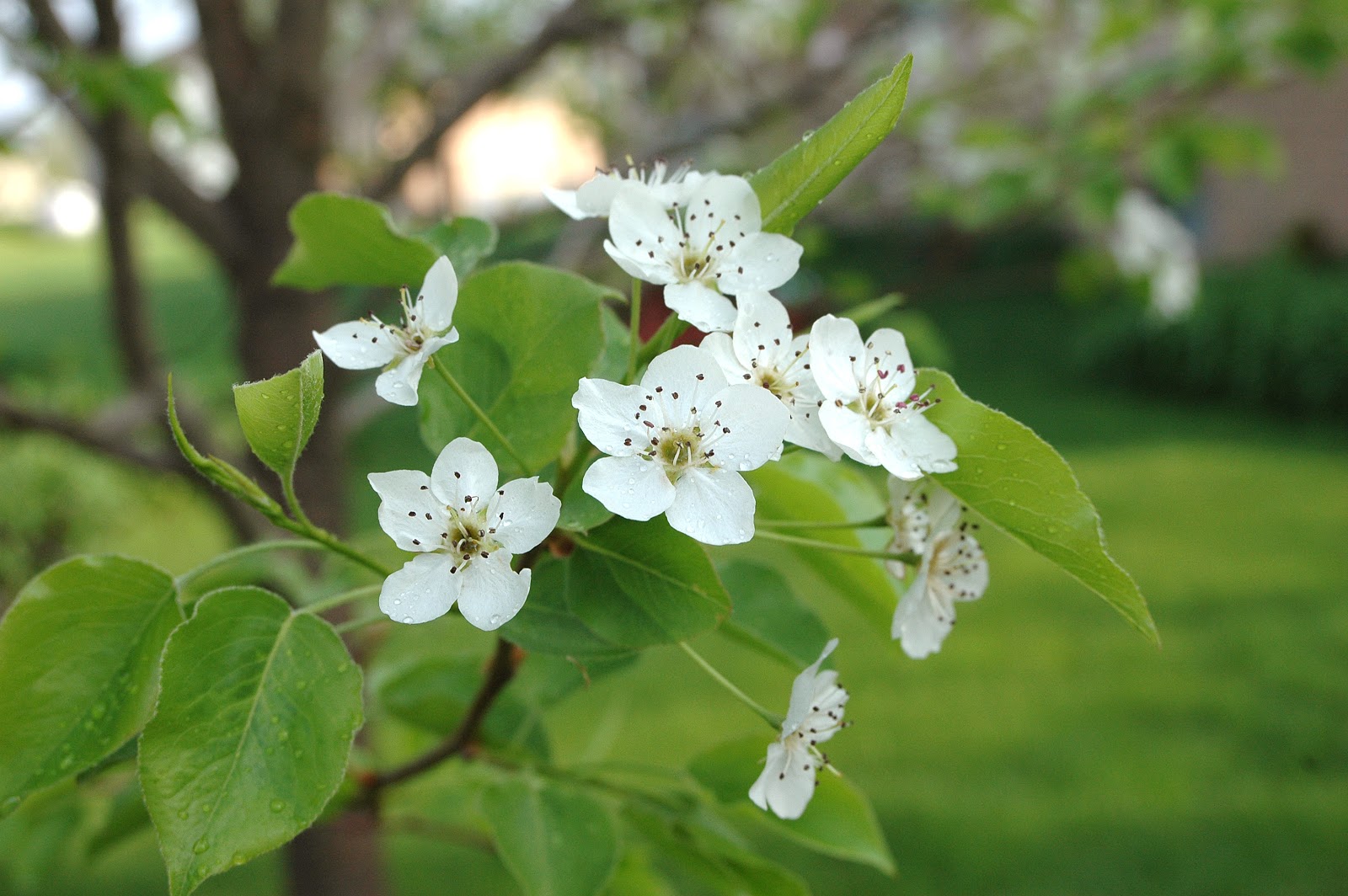Shallow Thoughts from Iowa: Pear tree in bloom