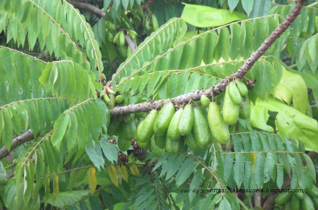 බිලිං [Bilin] (Averrhoa bilimbi) ~ අපේ ඔසුපැළ Medicinal Plants of Sri Lanka