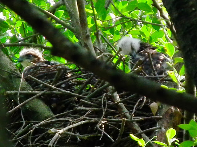 Bird Watching in Taiwan: Crested Goshawk, baby birds, 6/23/2012