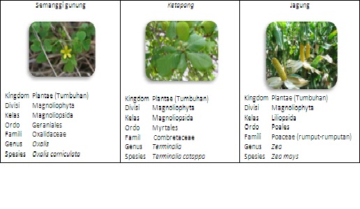 Morfologi Tumbuhan (Mortum) | Biology Study Center