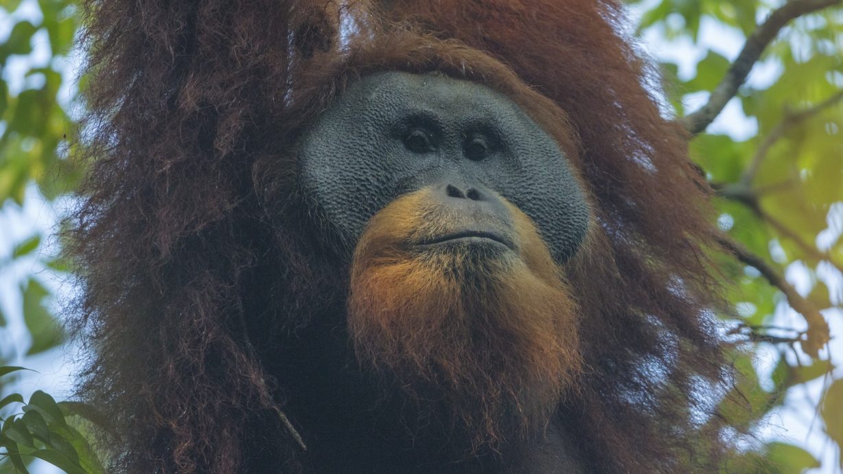 Sciency Thoughts: Pongo tapanuliensis: A new species of Orangutan from ...