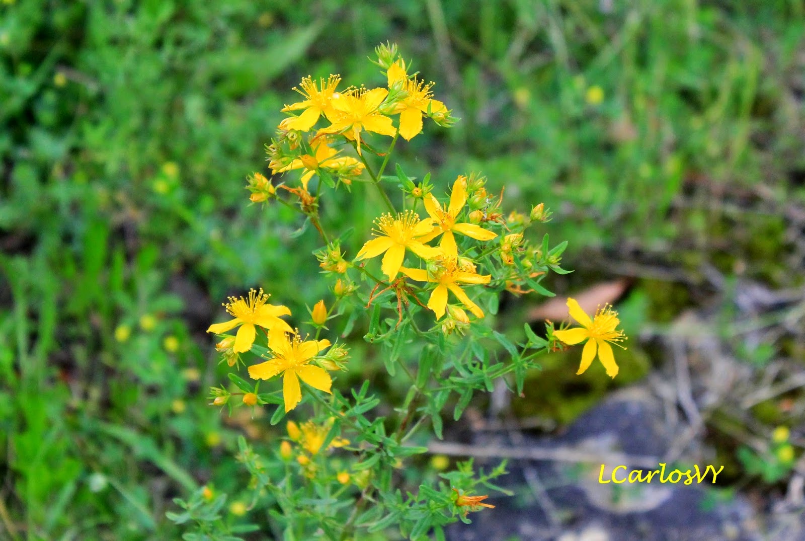 Plantas silvestres de Asturias: Hipérico, hierba de San Juan ...