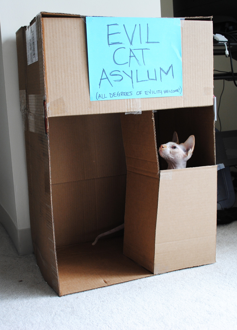 Of The Fountain: Evil Cat Asylum