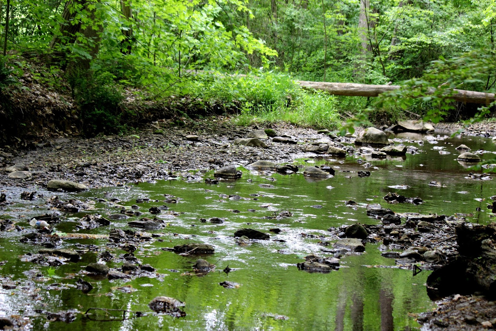 Spring Stream Green