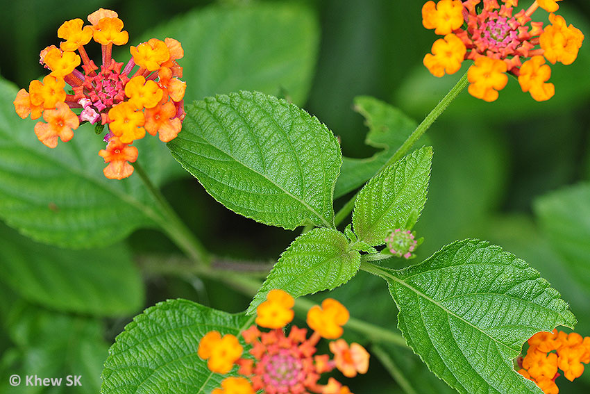Butterflies of Singapore: Favourite Nectaring Plants #3