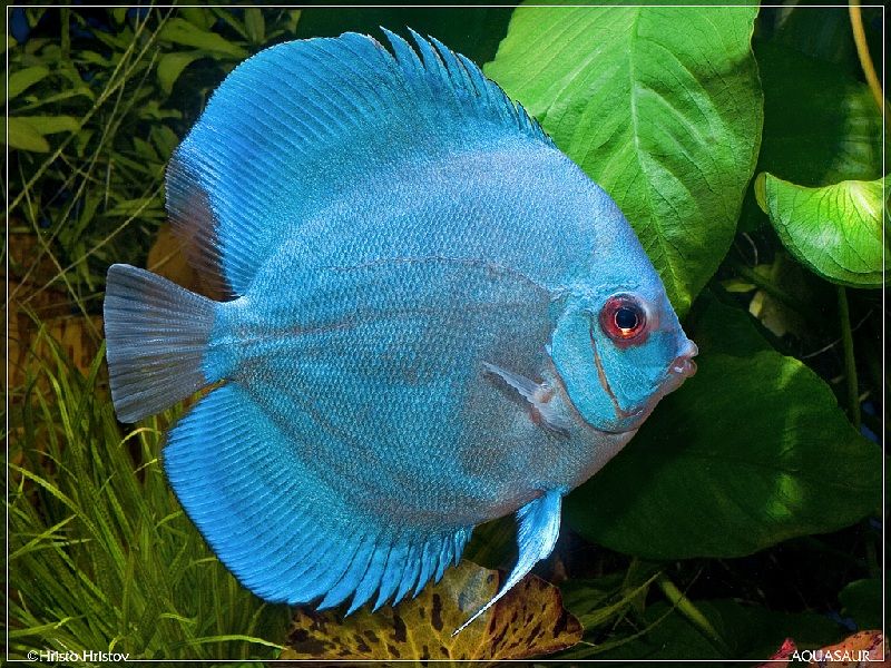 Langkah-Langkah Budidaya Ikan Discus Untuk Perjuangan Dan Binis Ikan ...