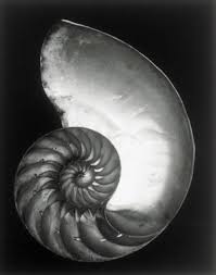MAYA SNIKERE: Edward Weston - Still Life Photgraphy