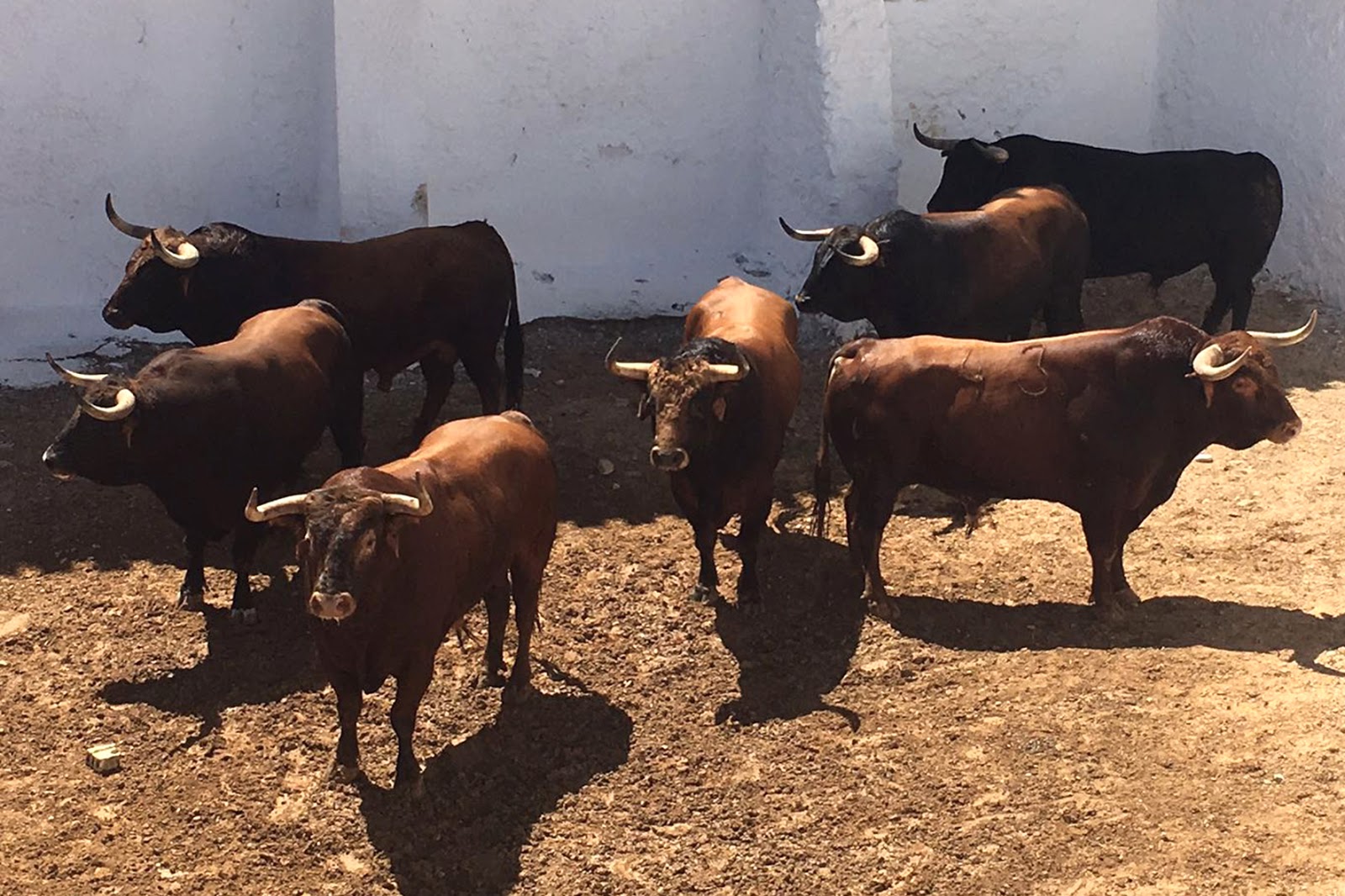 feriataurina.es: LOS TOROS DE MAÑANA EN TARAZONA DE LA MANCHA CON ...