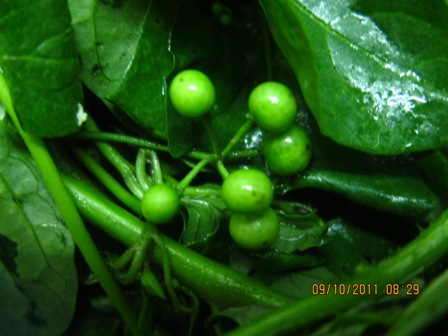 pokok herba,bunga, ulaman dan segala jenis tumbuhan: pucuk meranti