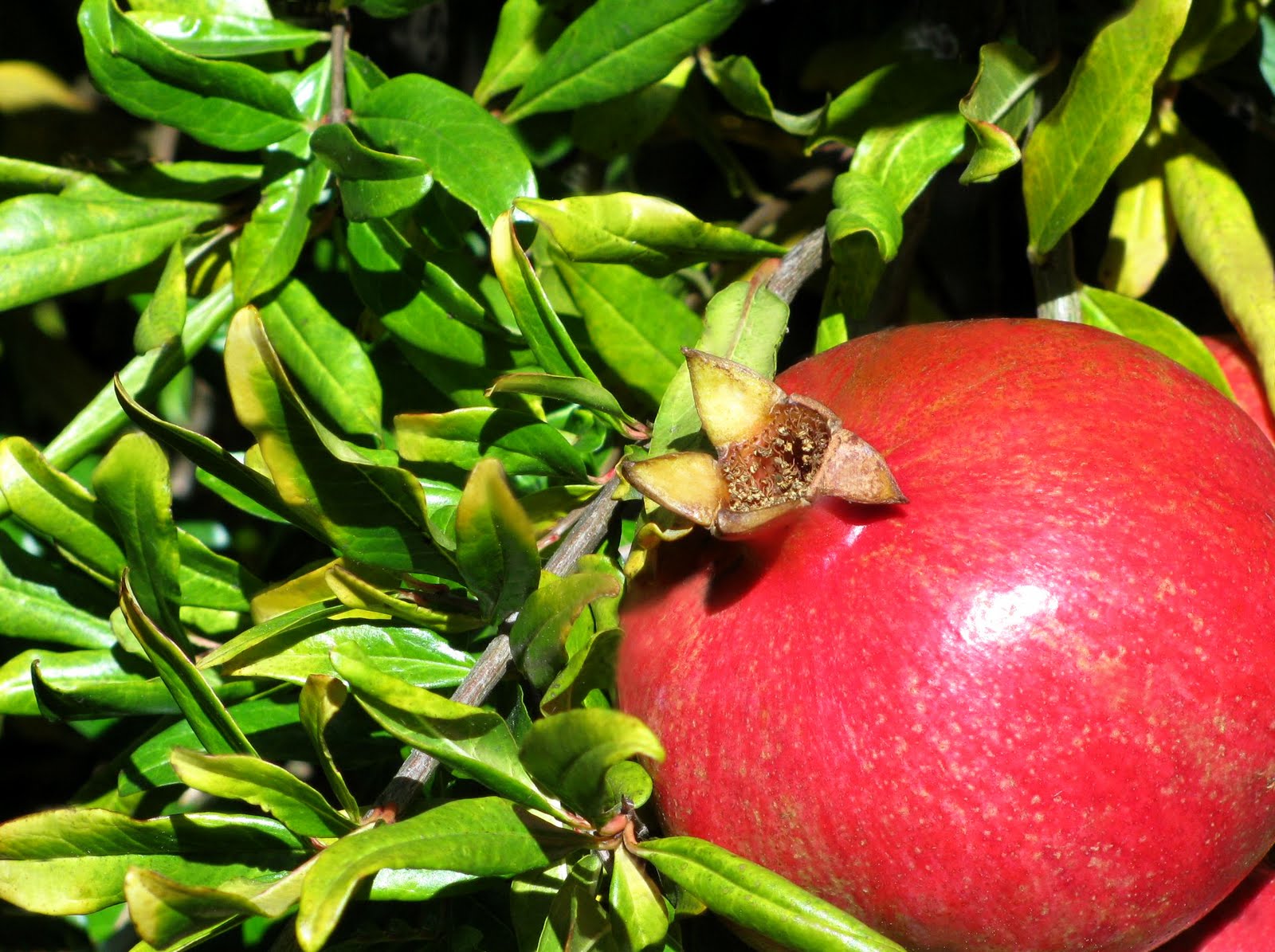 Get Much Information: Fruits - 1