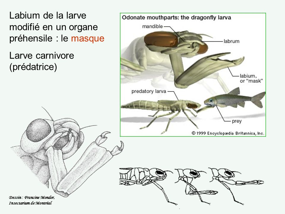 Las libélulas: las danzarinas del aire.