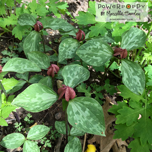 Power Poppy - The Blog: Spring Fling Day One: Natural Beauties