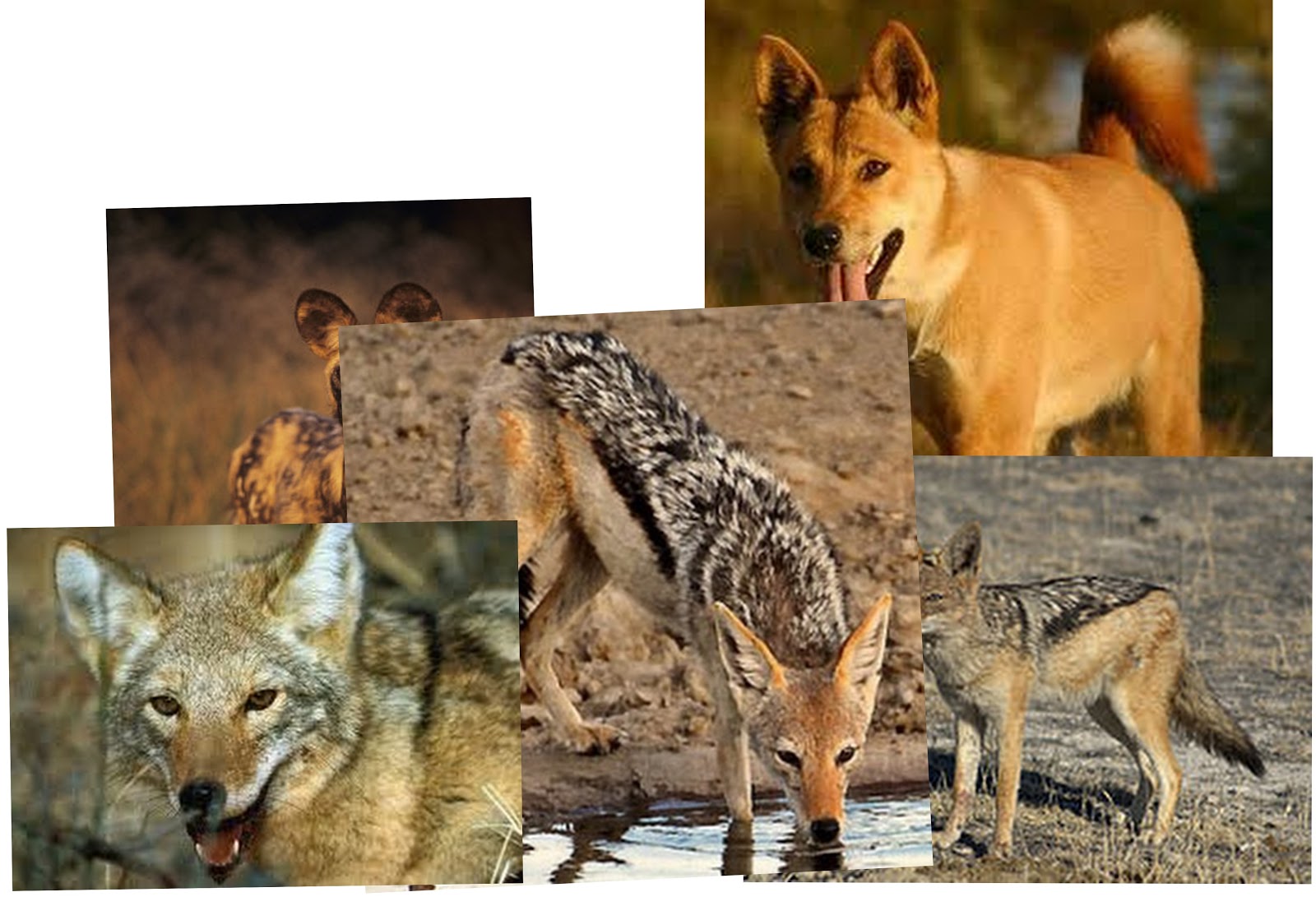 Petit Zoo. Experiencias de Cría en Zoo.: CANIDOS EN EL ZOO.....