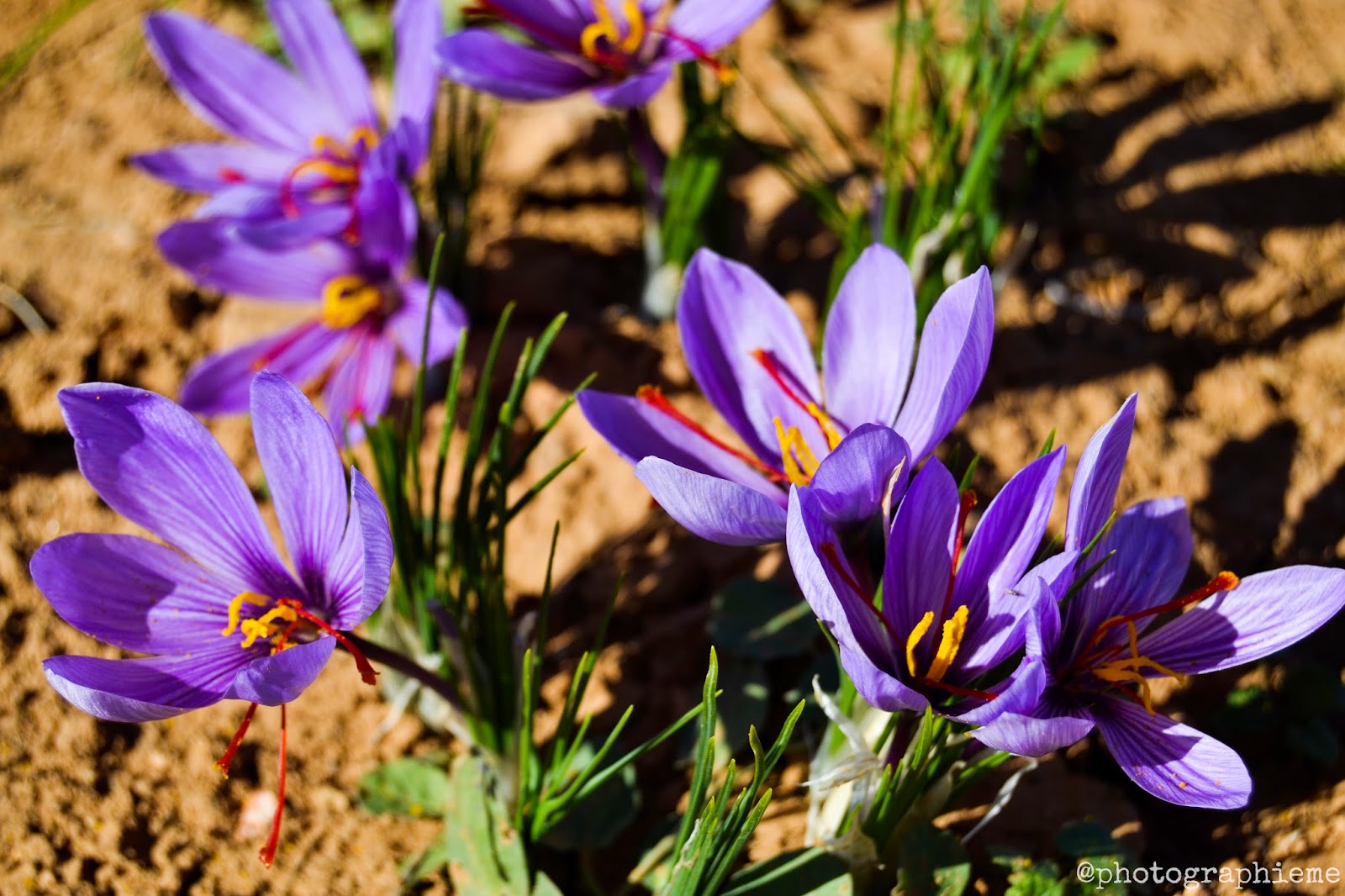 PhotographiEme: La flor del Azafrán