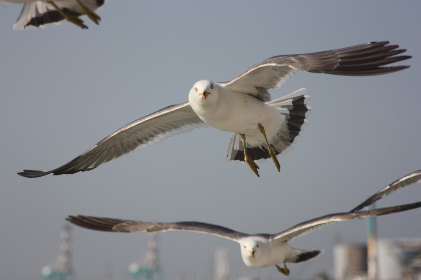 Mystic Korea: Korean Flora and Fauna