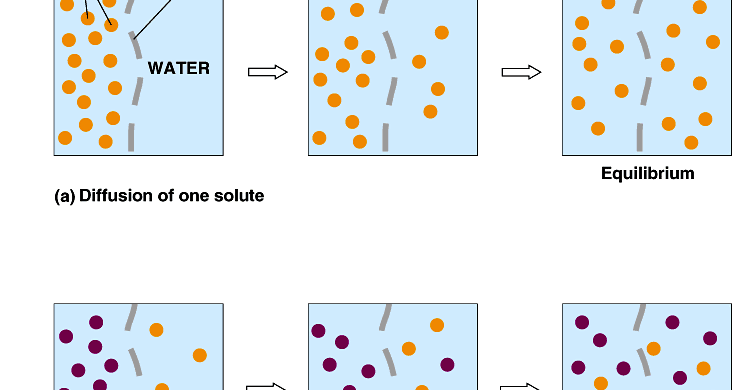 AP Biology for Dummies: Cellular Transport
