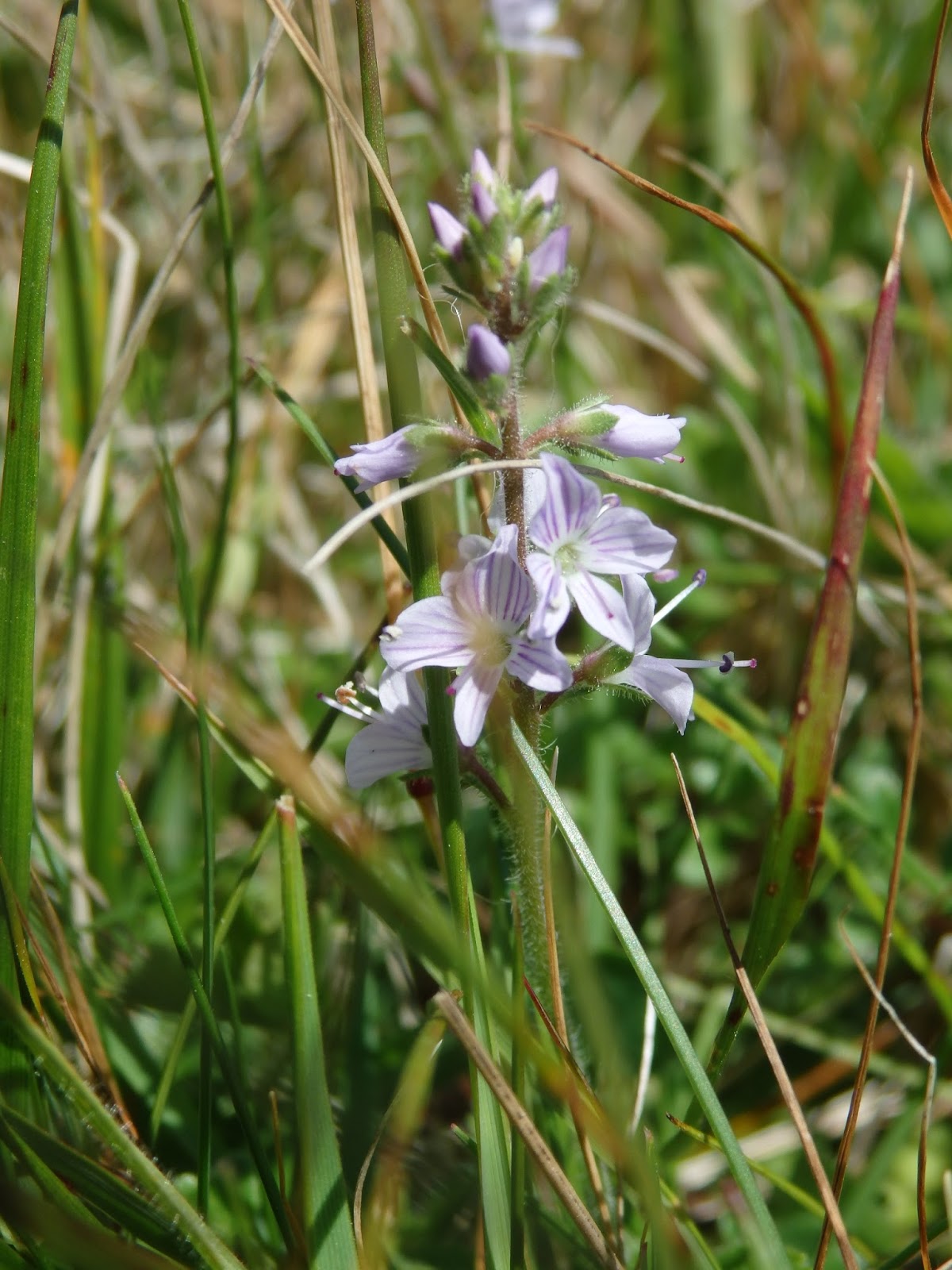 Islay Natural History Trust: Photos from Nicolien Brandenburg