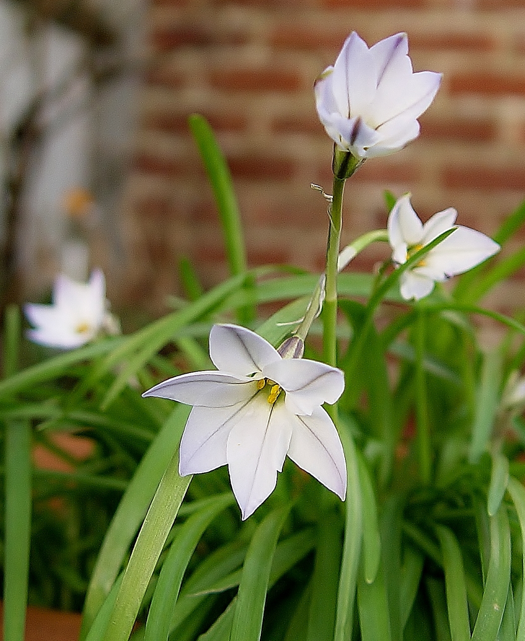 Wellcome Allotment : Ipheion Uniflorum Spring Starflower
