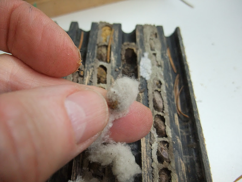 Inside the nest: cocoons inside 'cotton fluff" - Beediverse Mason Bees