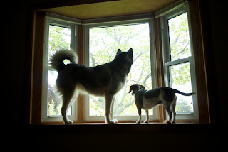 The View Through my Lens