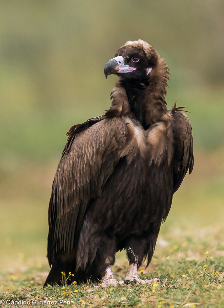 BUITRE NEGRO - Aegypius Monachus | Observatorio de la Naturaleza