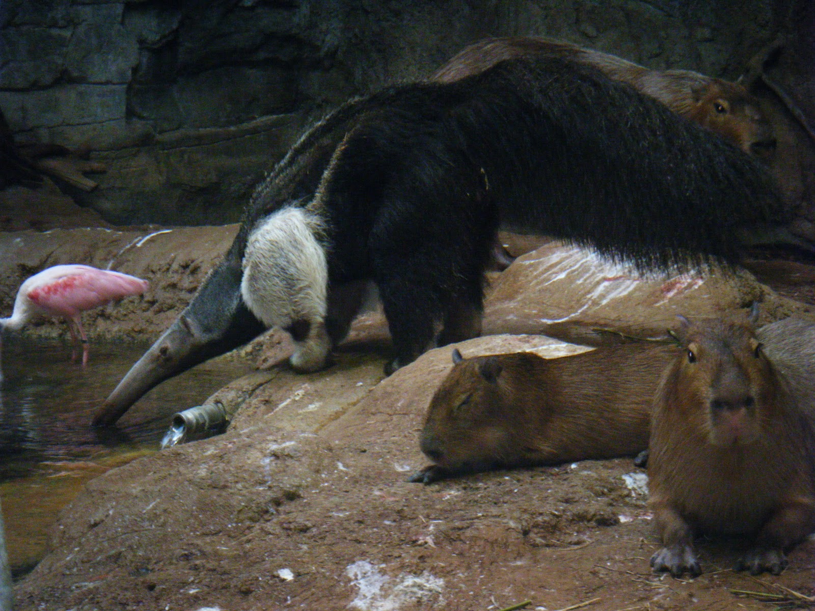 Perfectly Browned: The Rainforest at The Cleveland Zoo