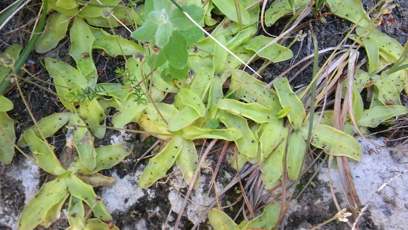 El Blog de Ciempies: El paraíso del Río Cebollón.