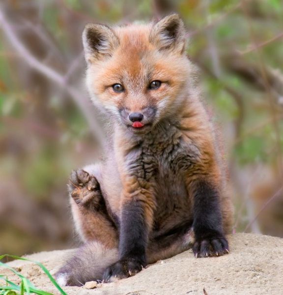 deroucicho: Most Cool & Spicy Animals New Pictures