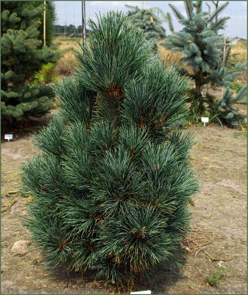 Plant Gallery - Encyklopedia Roślin: Pinus cembra 'Glauca' - Sosna ...