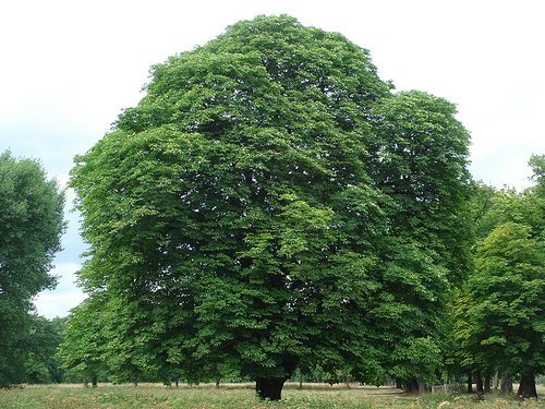 Plantatii cu castani: Informaţii despre castanul comestibil