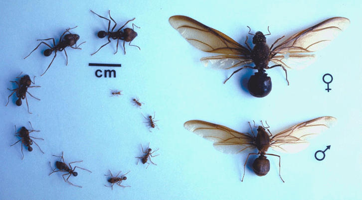 Formiga Tanajura/Içá - O inseto que é uma iguaria da culinária.