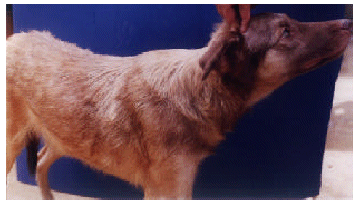 El tumor venéreo transmisible (TVT) o tumor de Sticker ~ Amores de Perros