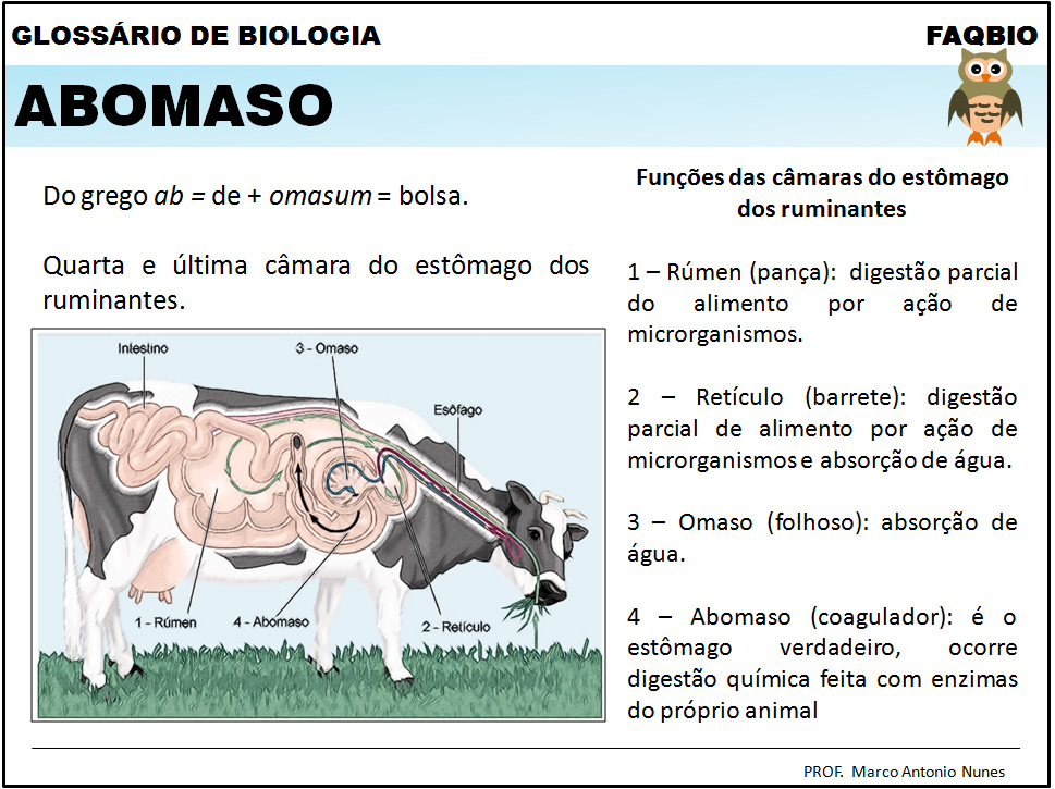 FAQBIO - Apoio ao Estudo de Biologia: Glossário de biologia: abomaso