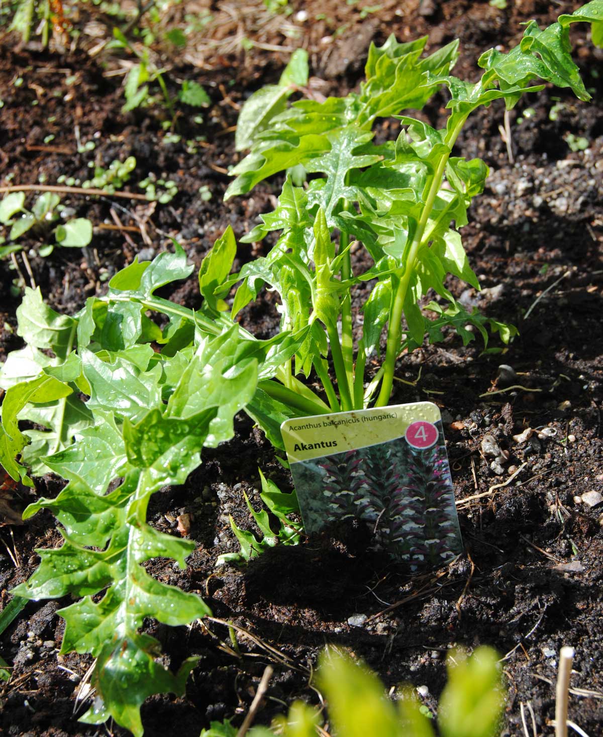 Trädgårdstomtarna: Akantus