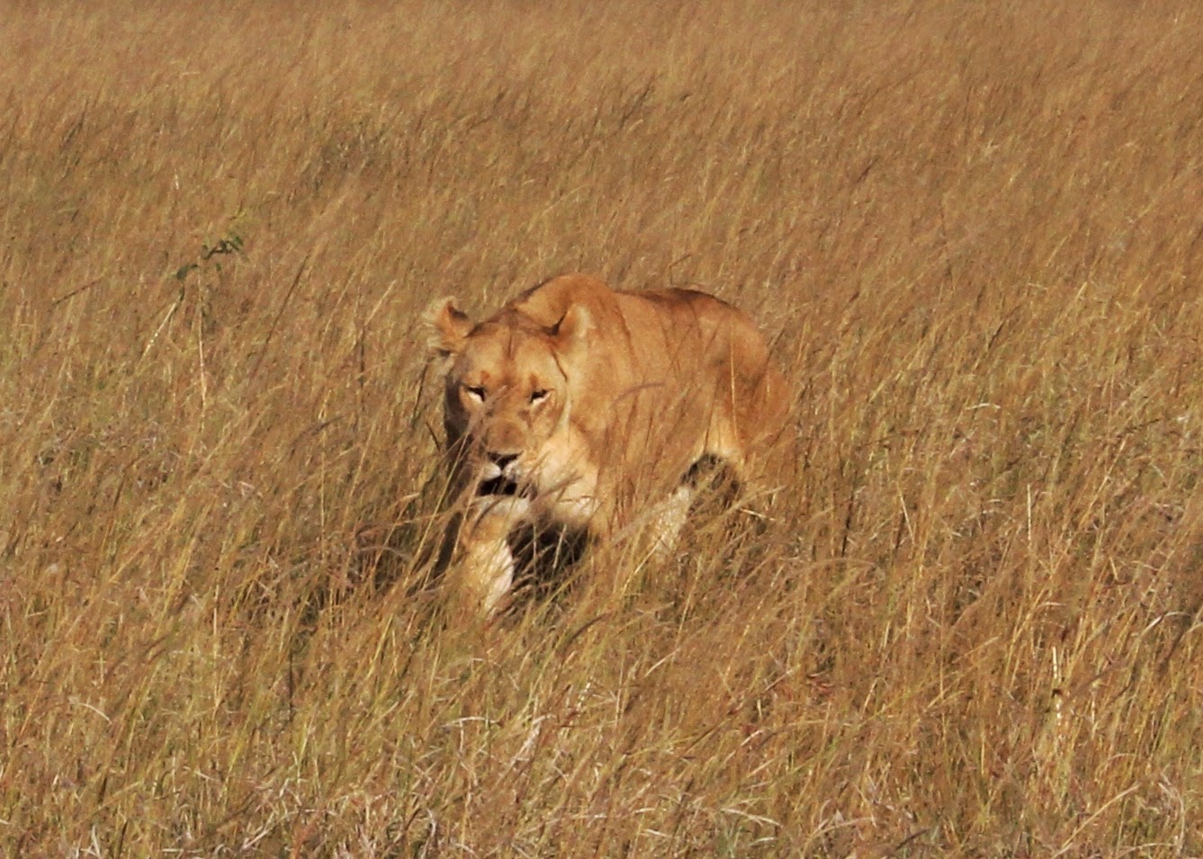 Souvenir Chronicles: AFRICA: MAASAI MARA LIONS (KENYA)