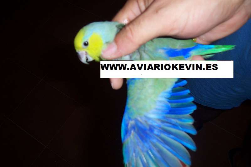 Aviario Kevin: FORPUS XANTHOPS