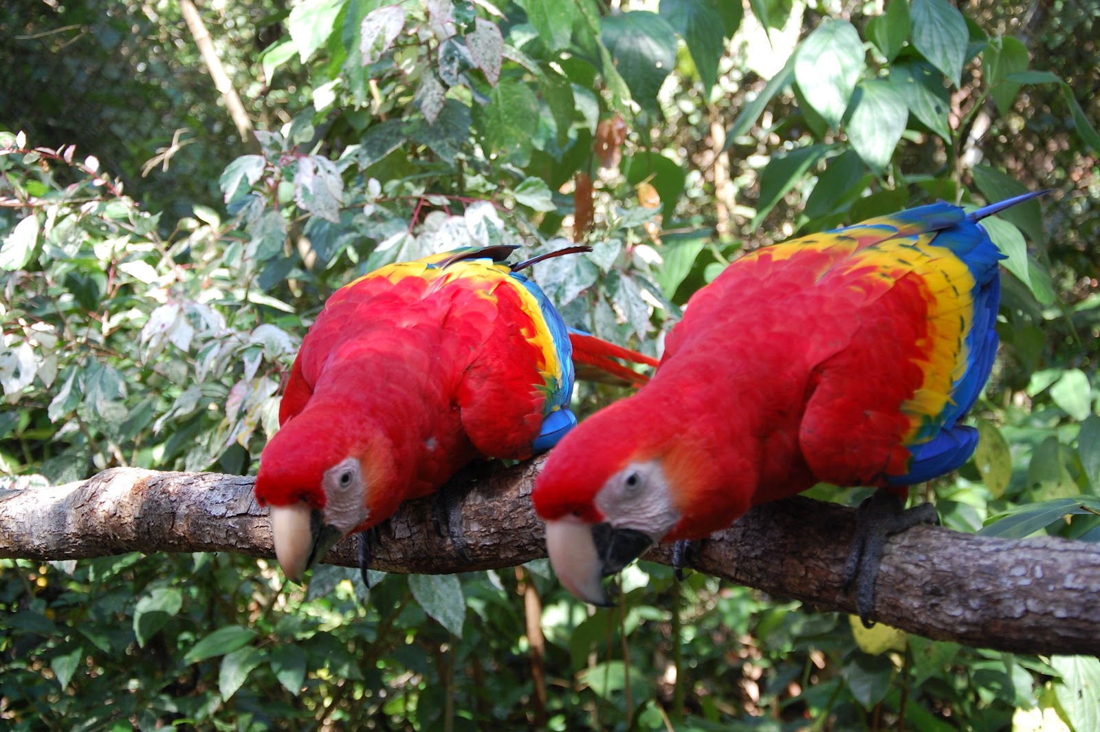 Belize 2012: Scarlet Macaw